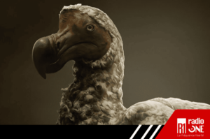 Dé-extinction du dodo : l’ONG 4 Tilapat formule des allégations contre ...