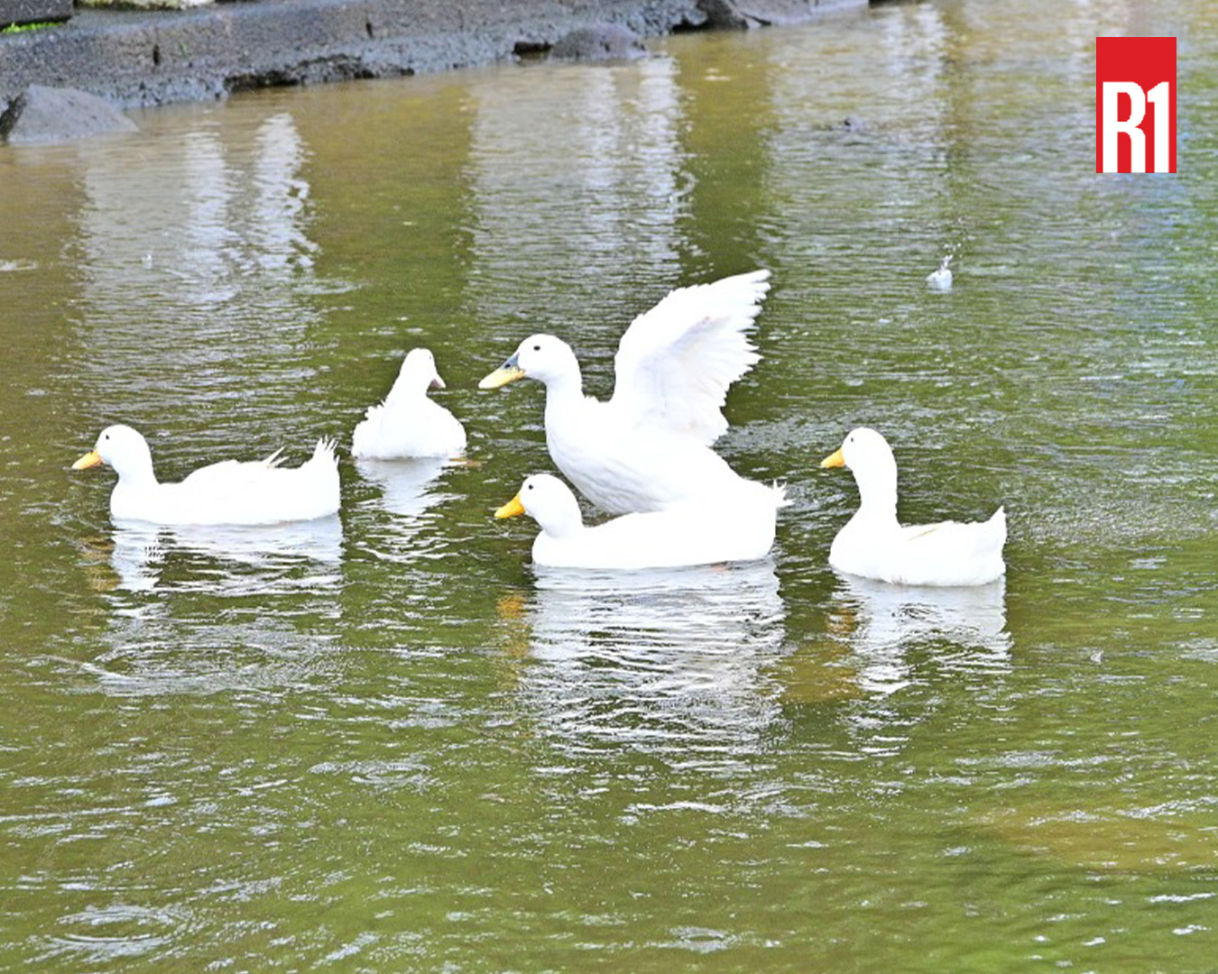 Rubhina Jhuboo : Les animaux font partie intégrante de l’écosystème du ...