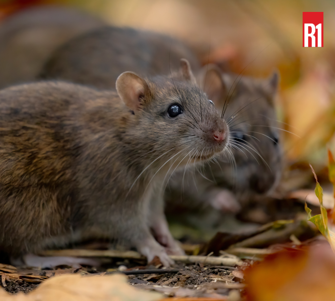 Leptospirose : Port-Louis et Curepipe fortement infestées de rats ...